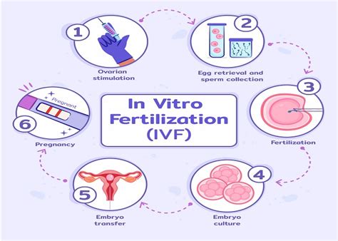 Guide To The Different Types Of Ivf Treatments Dr Mona
