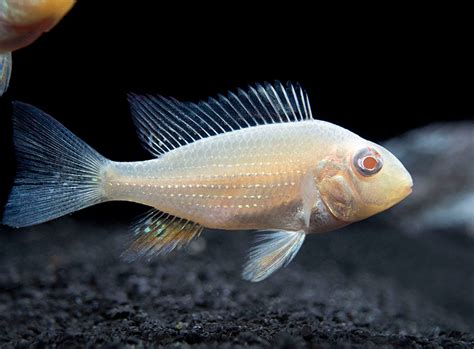 Albino Threadfin Acara Acarichthys Heckelii Tank Bred Aquatic Arts