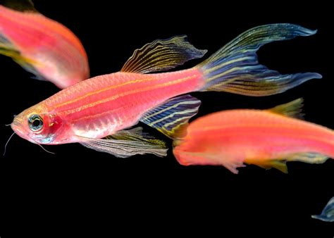 Female Zebra Danio Buy Orange Zebra Danios Online At Best Price