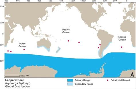 Fact Sheet Leopard Seals