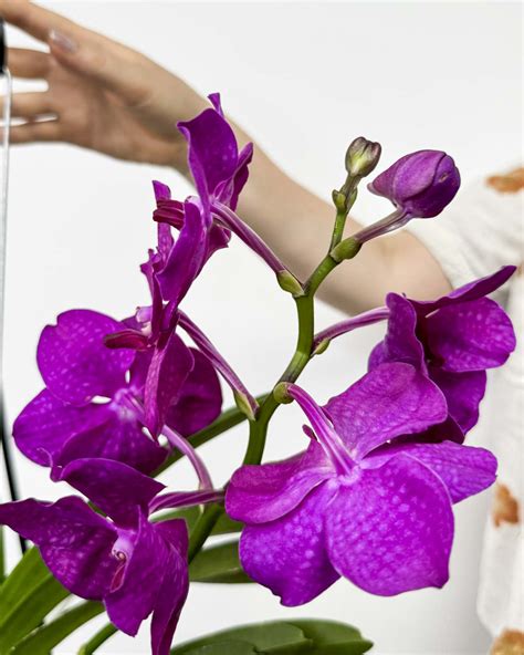 Orhideja Vanda Na Držaču 3 Boje Džungla Plants