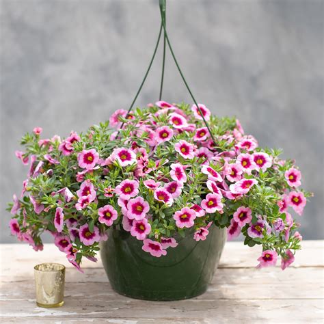 Calibrachoa Basket At Brenda Hansford Blog