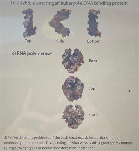 Solved Dna Protein Interactions Play A Crucial Role In The