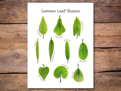 Leaf Shapes Poster Common Types Of Leaves Printable Etsy