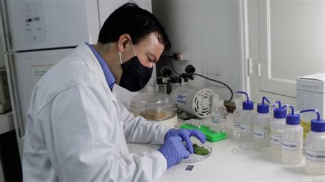 Video Double Staining Method To Detect Pectin In Plant Fungus Interaction