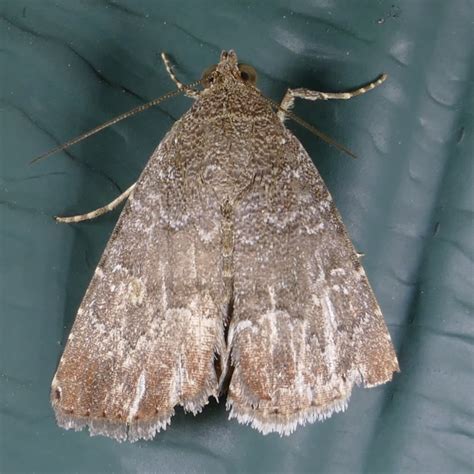 Amyna Stricta Eight Spot Prairie Haven