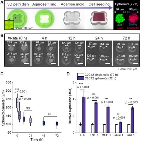 A Schematic Representation Of Spheroid Fabrication B Optical