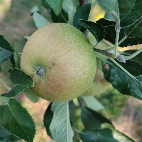 Mărul Soiuri și Istorie