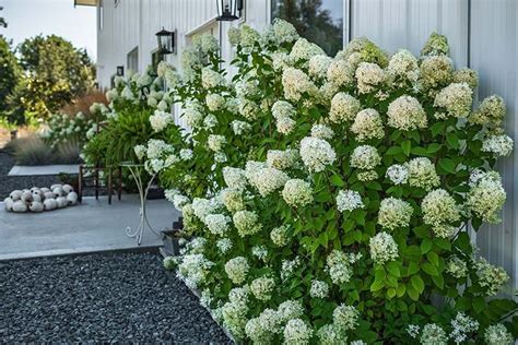 Hedging Flowering Plants For Year Round Color And Vibrancy Shrubhub