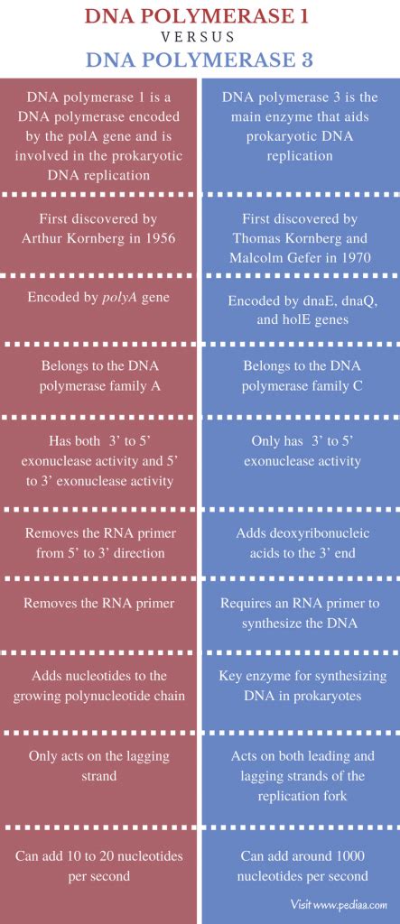 Difference Between Dna Polymerase 1 And 3 Definition Structure