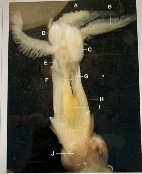 Mollusca 2 Diagram 3 Diagram Quizlet Mollusca 2 Diagram 3 Diagram Quizlet