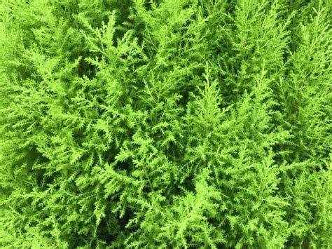 Juniper Shrub Varieties