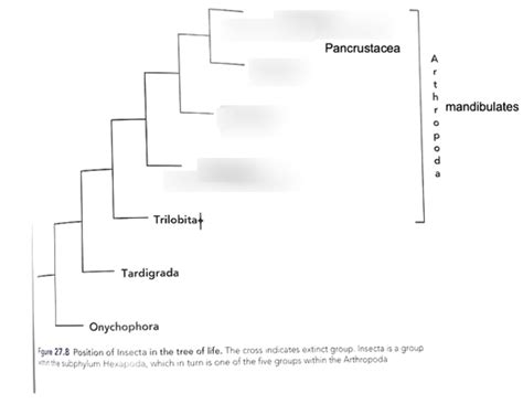 Diagram Of L11 Quizlet