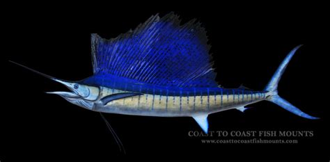 120 Sailfish Fish Mount Replica