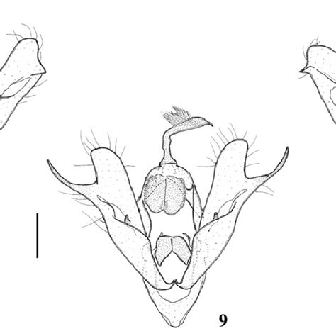 Male Genital Capsulae Of Phyllodes Spp 7 P Diversipalpus Sp