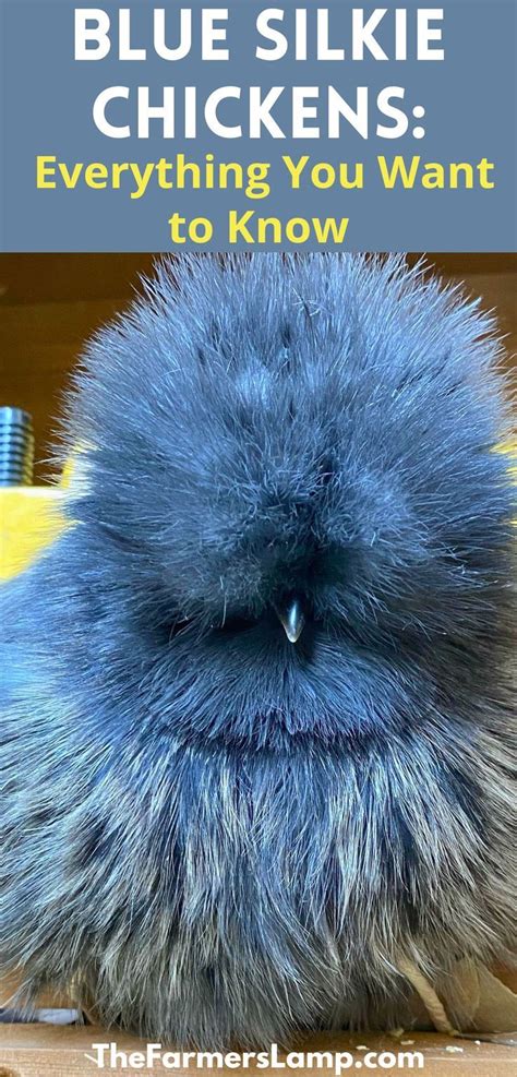 Silkie Bantam Chickens Artofit