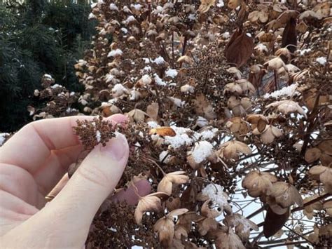 How To Care For A Hydrangea Tree 🌳 🌼 Nurturing Tips And Tricks