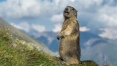 Fight Or Dance Hilarious Marmot Duet Caught On Camera In Nw China Cgtn