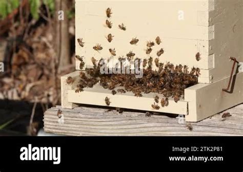 Nucleus Bee Hive Stock Videos And Footage Hd And 4k Video Clips Alamy