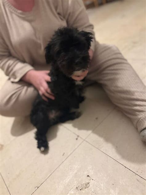 Miniature Poodle Cross Cockapoo Puppies For Sale In Tadley Hampshire