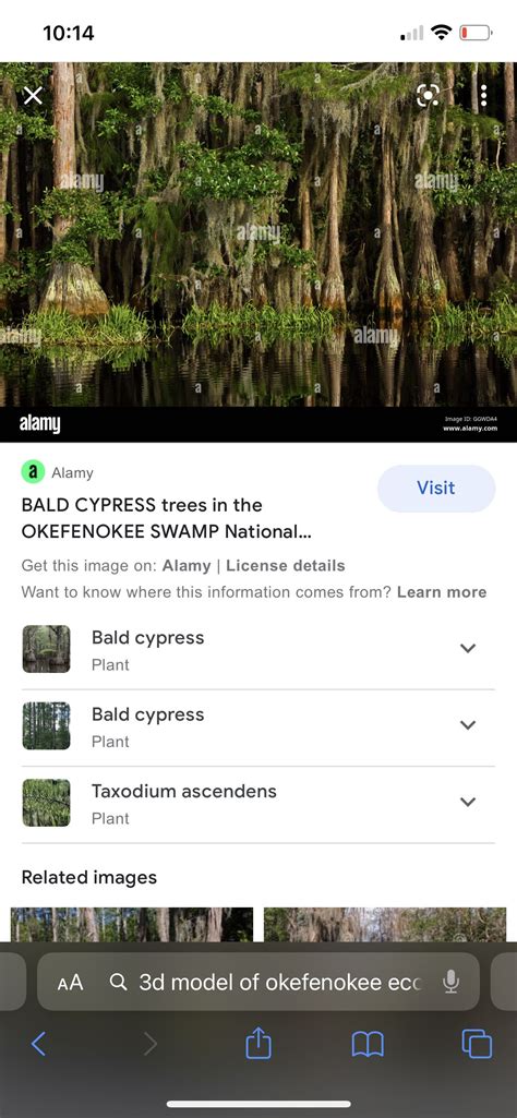 Pin By Kari Henley On Blake Cypress Plant Bald Cypress Bald Cypress Tree