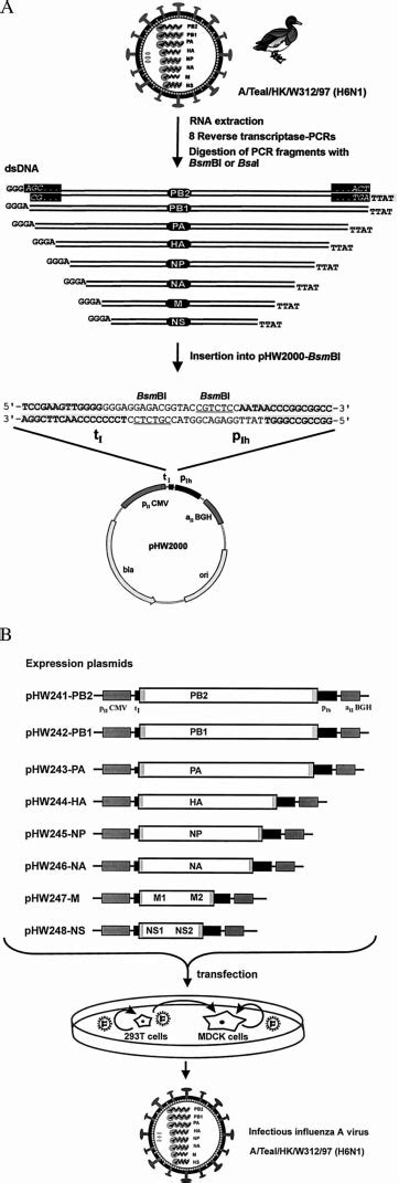 Schematic Representation Of The Method Developed For The Construction