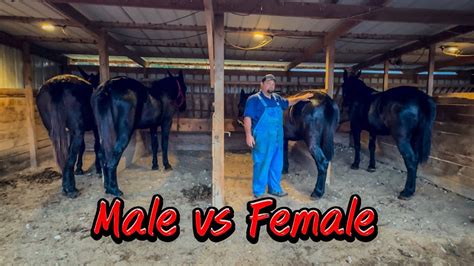 Mare Mules Vs Horse Mulesmolly Mules Vs John Mules162 Youtube