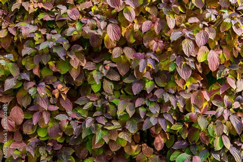 Shrub Texture