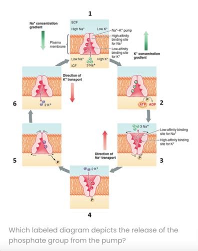Exam 1 Hw Questions Human Physiology All Flashcards Quizlet