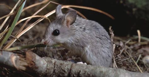 Grasshopper Mouse A Z Animals