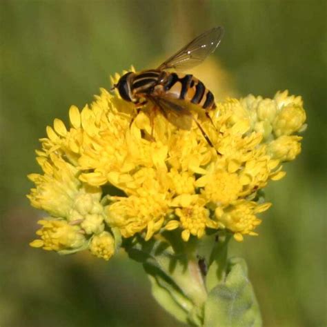 A Crash Course In Pollinator Identification Manitoba Museum