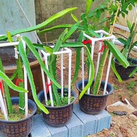 火龍果支架 火龍果種植架 園藝支撐架 盆栽支撐架 火龍果蟹爪蘭pvc支架火客廳大方室內外安裝便捷美觀耐用抗氧化 蝦皮購物
