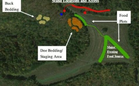 8 Effective Kill Plot Strategies For Whitetails