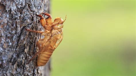Not Sure What To Do With Cicada Shells Turn Them Into Fertilizer