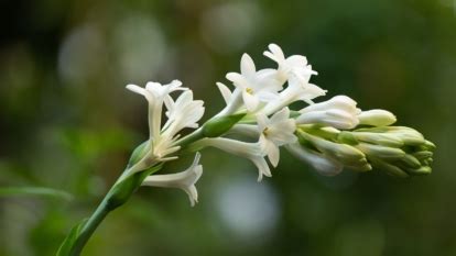 How To Plant Grow And Care For Tuberose