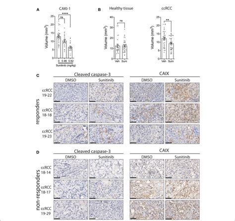 Figure Eeect Of Sunitinib Treatment On Xenografts Grown On Cam A