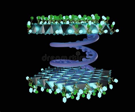 Transferosomes Stock Illustrations 5 Transferosomes Stock