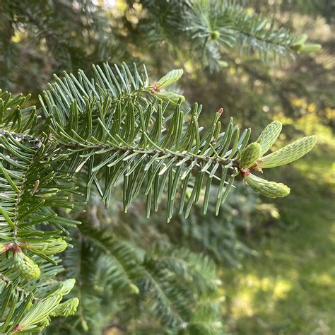 Fir Tree Needles