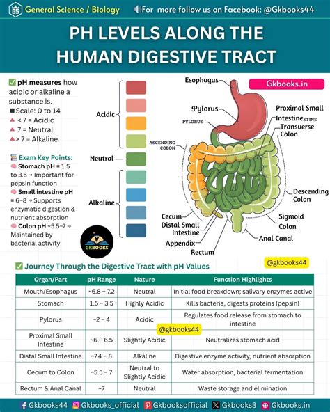 Infopic 🧪 Ph Levels Of The Human Digestive Tract Explained With