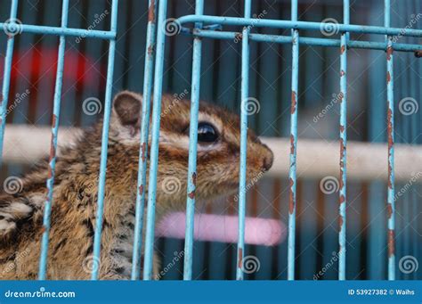 Can Chipmunks Live In Small Cages Mixg