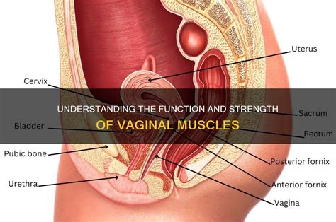Understanding The Function And Strength Of Vaginal Muscles Cyvigor