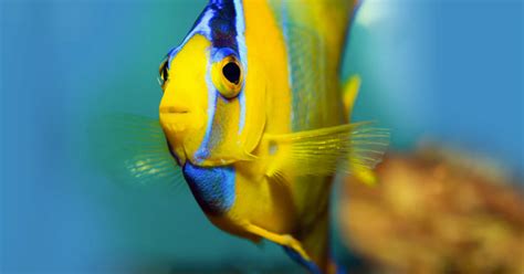 Najładniejsze Ryby Akwariowe Słodkowodne Odkryj Nieznane Piękno