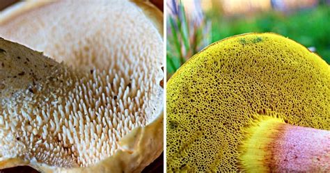 Identify Mushrooms Learn About Gills Pores And Teeth Mushroom