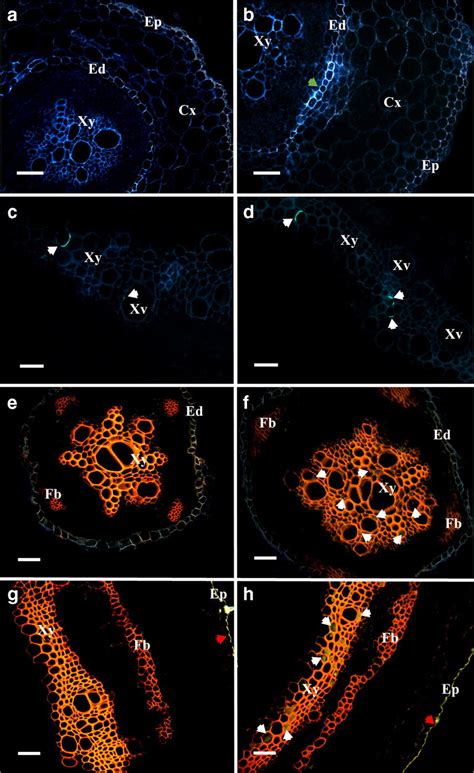 Fluorescence Reactions In Root And Hypocotyl Tissue Sections Of Black