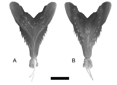 Pseudoboa Martinsi Mzusp 8549 Holotype Fully Everted And Inflated