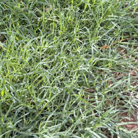 Bermudagrass Cynodon Dactylon Plant Care And How To Grow Water