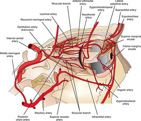 Infraorbital Artery