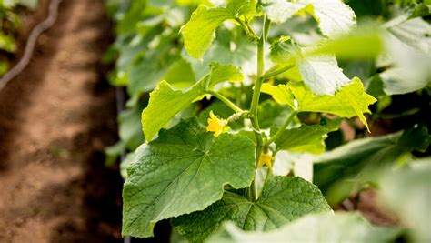 Uhorky Vám Nerastú Toto Z Kuchyne Ich Prebudí K životu • Plénum