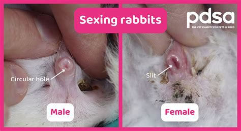 How To Confidently Identify Male Vs Female Rabbits A Step By Step