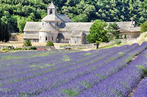 Lavender Fields Of Provence Provencal Themes And Traditions By